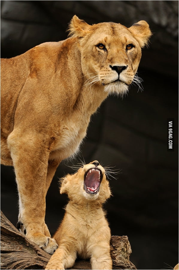 Learning to roar - 9GAG