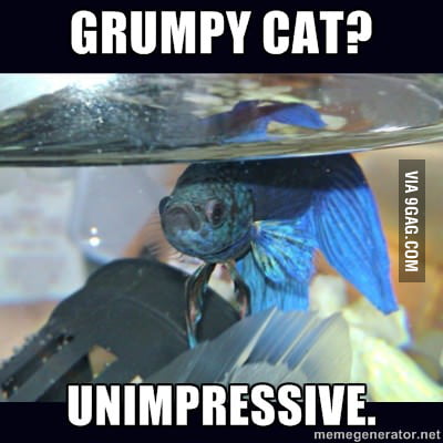 Grumpy Fish - 9GAG