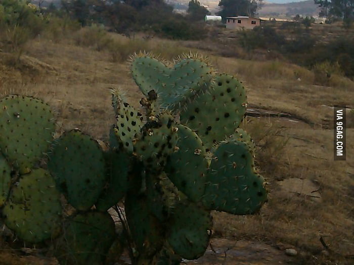 Love is the... cactus!!?? - 9GAG