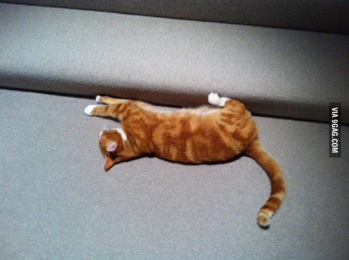 Spider cat, Spider cat - 9GAG