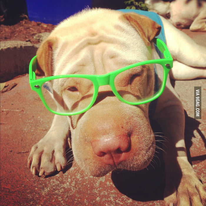 Hipster dog is not amused - 9GAG