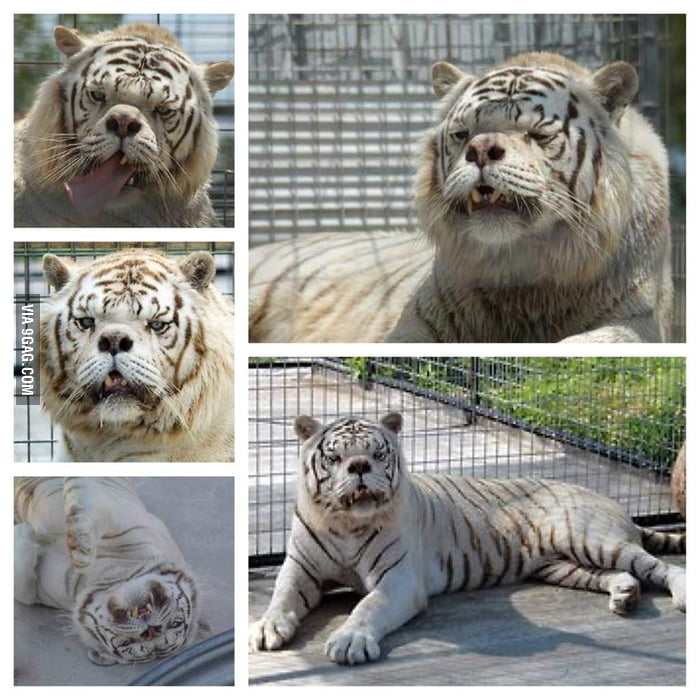 Kenny, a white tiger with Down syndrome - 9GAG