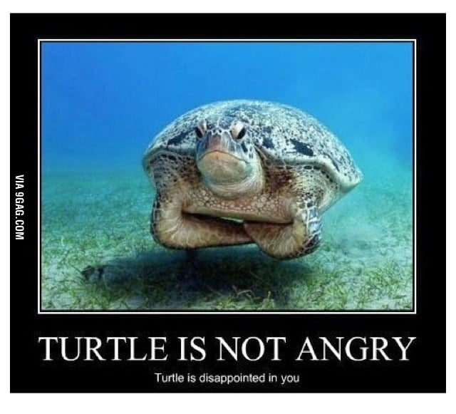 Turtle - 9GAG