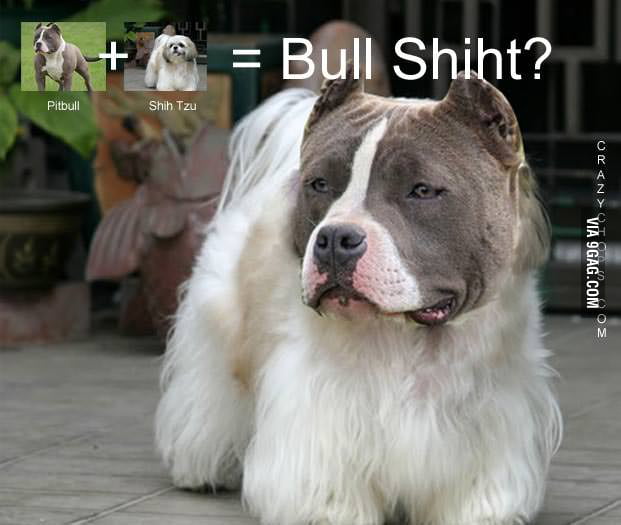 Curious how pitbull and shih tzu combined - 9GAG