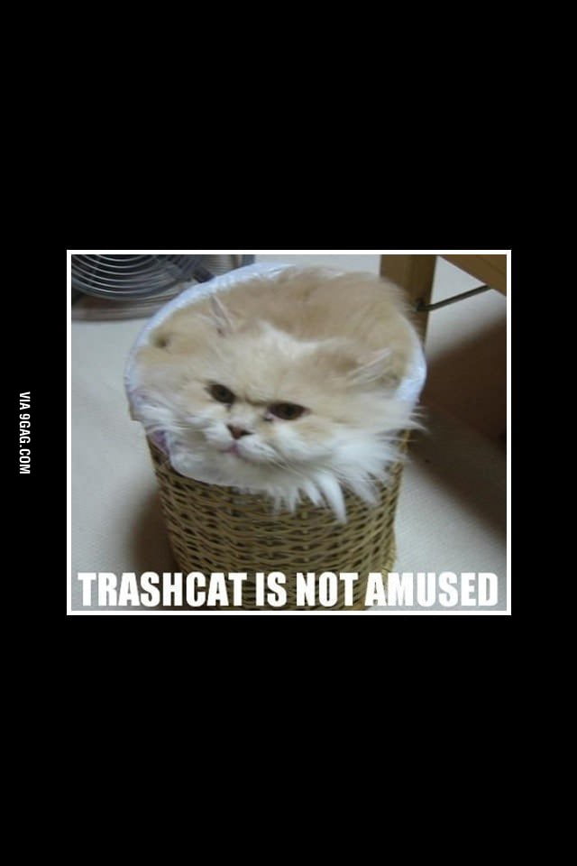Trash cat is not amused - 9GAG