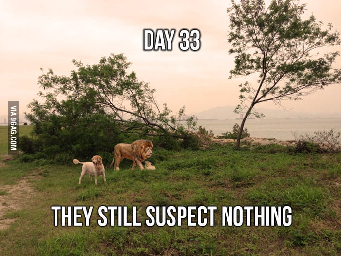 Day 33...They still suspect nothing. - 9GAG