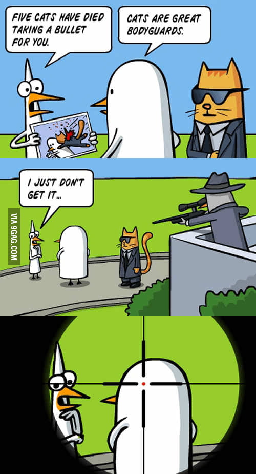 Cats are great bodyguards - 9GAG