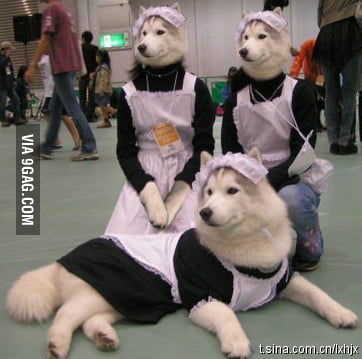 Dog maid - 9GAG