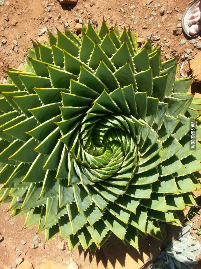Beautiful aloe from Lesotho - 9GAG