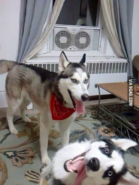 Photobomb level: Husky - 9GAG