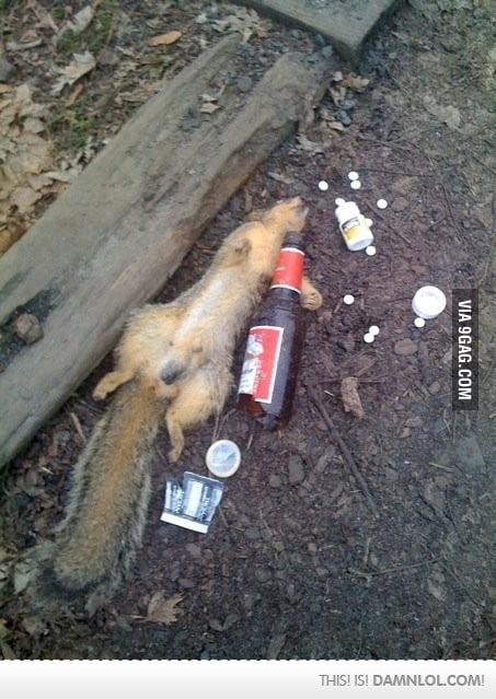 Just a drunk squirrel - 9GAG