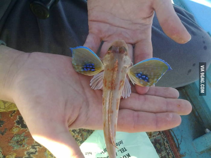 Triglia Lucerna Fish - 9GAG