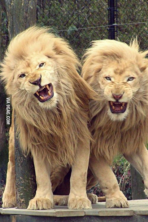 Brothers! - 9GAG