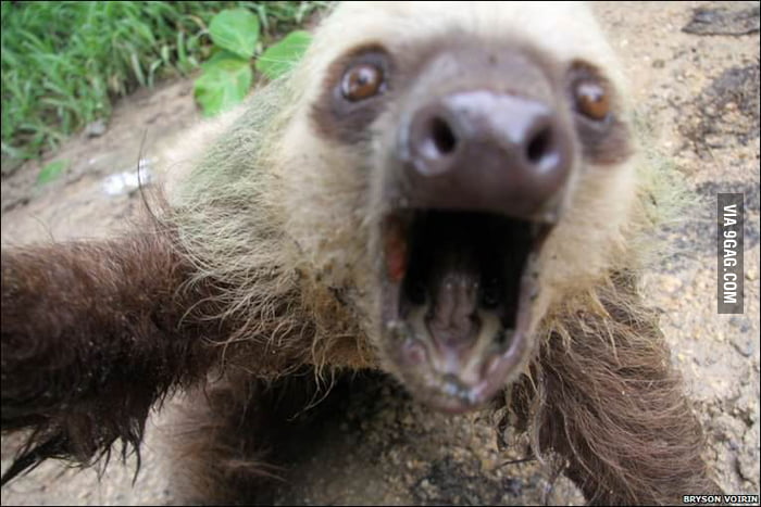 Surprised sloth is surprised - 9GAG