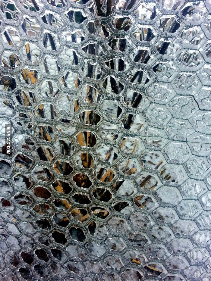 Chicken wire outside my house after the ice storm last night - 9GAG