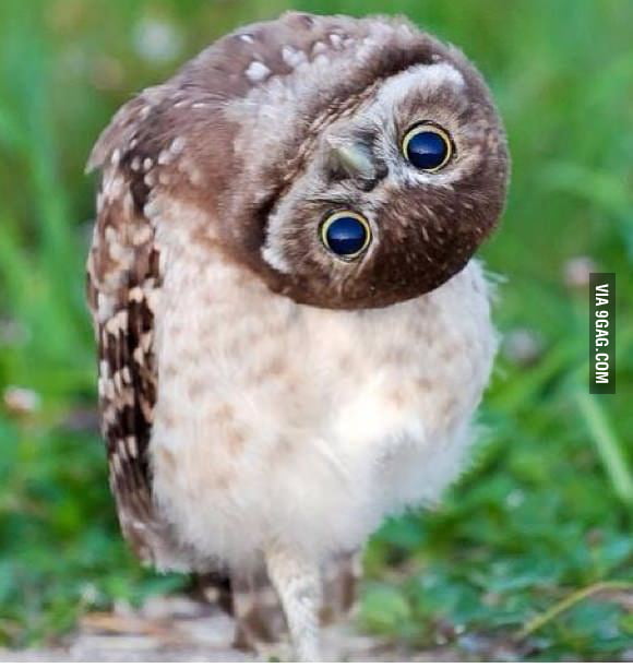 Derp Owl - 9GAG