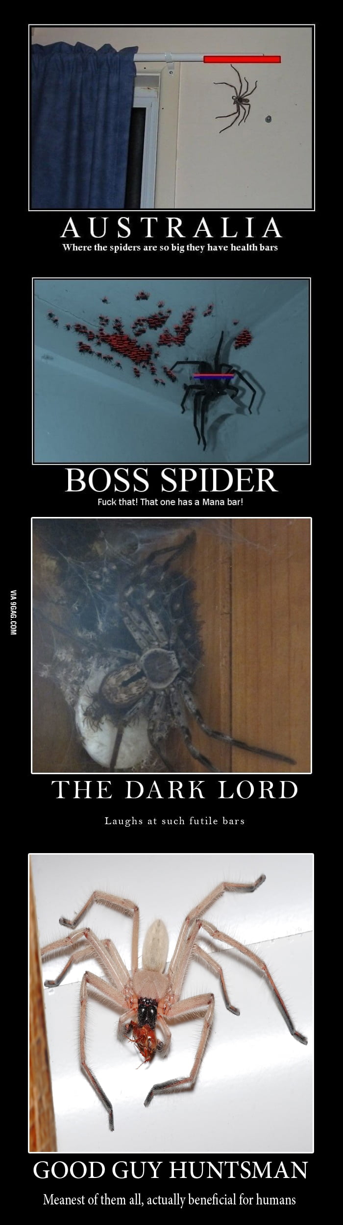 Spiders *refixed* - 9GAG