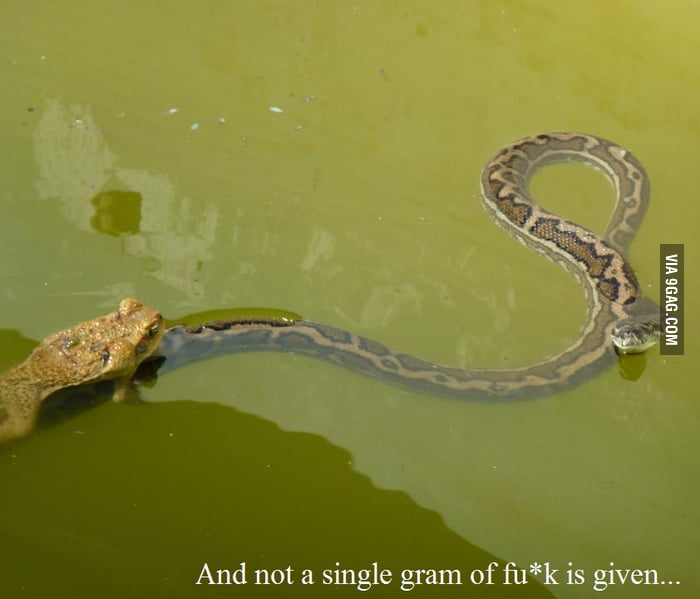 Epic frog just doesn't ive a fu*k! - 9GAG