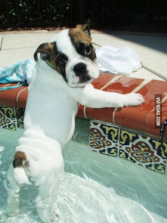 Just pee in your pool - 9GAG