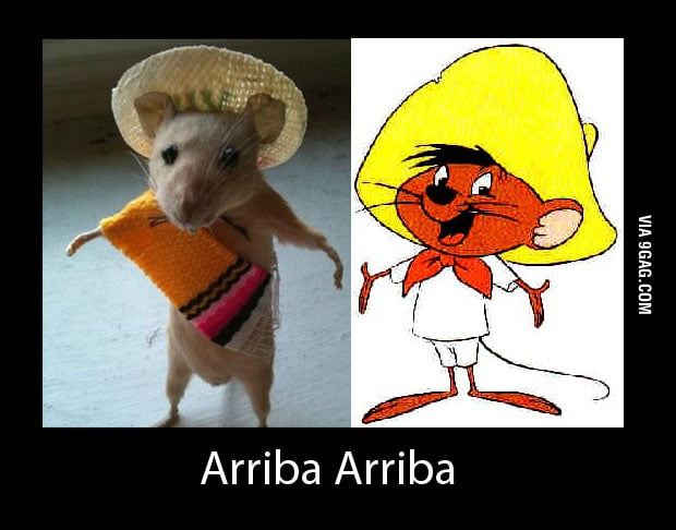 Mexican mouse [fixed] Arriba Arriba - 9GAG
