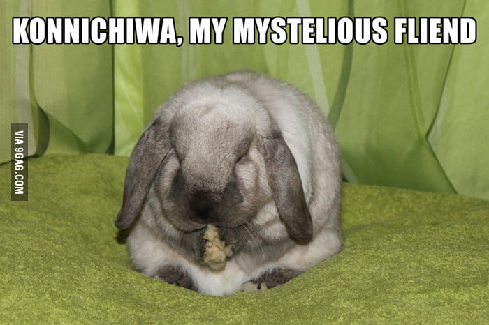 Bunny Sensei - 9GAG