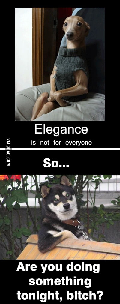Elegance Dog [FIXED] - 9GAG