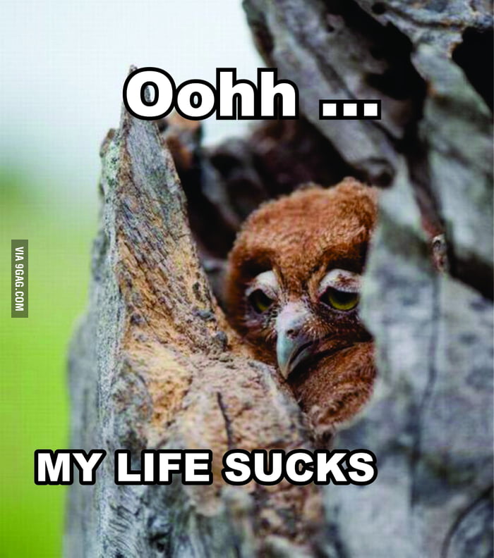 Sad Owl is Sad - 9GAG