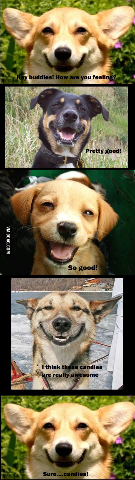 LSD dog - 9GAG