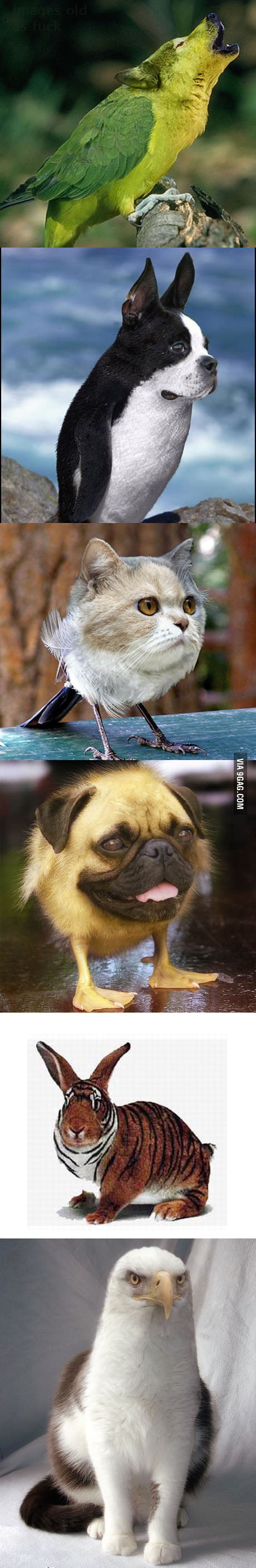 Ultimate animal mix - 9GAG