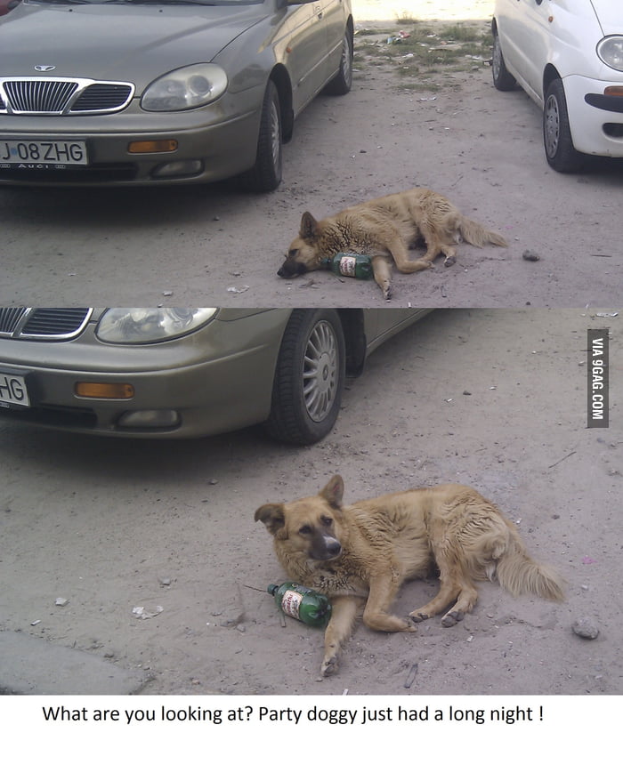 Party Doggy 9GAG party-doggy-9gag