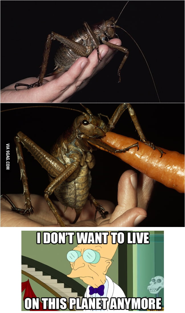 Giant Insects?! - 9GAG