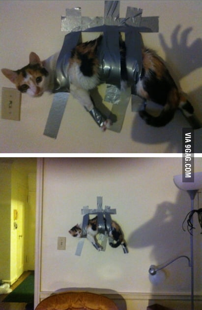 My Cat Helvetica Duct Taped to a Wall - 9GAG