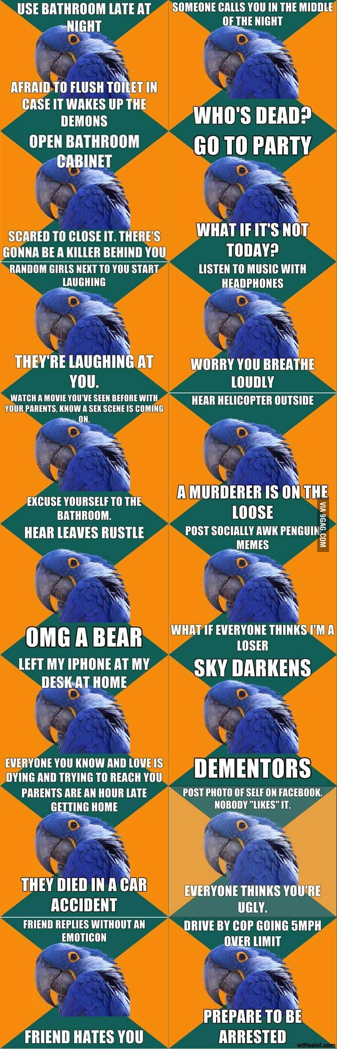 Paranoid Parrot Compilation - 9GAG