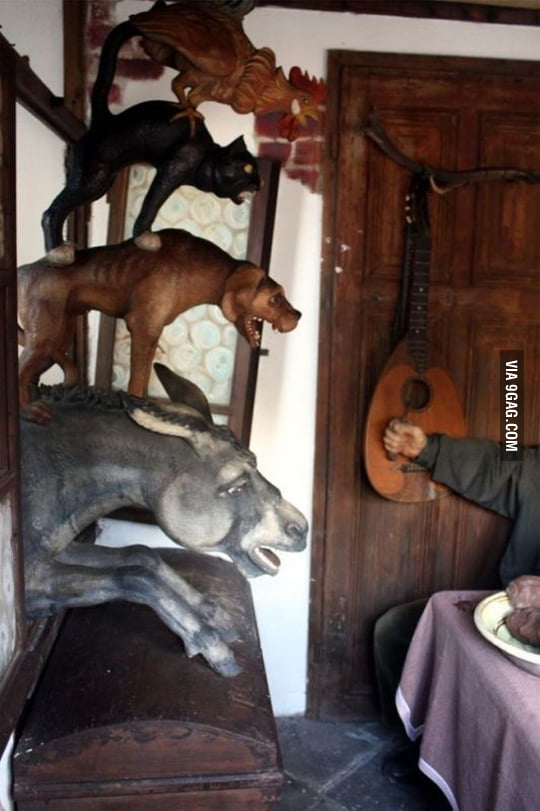 Cock on a Cat on a Dog on a Donkey - 9GAG