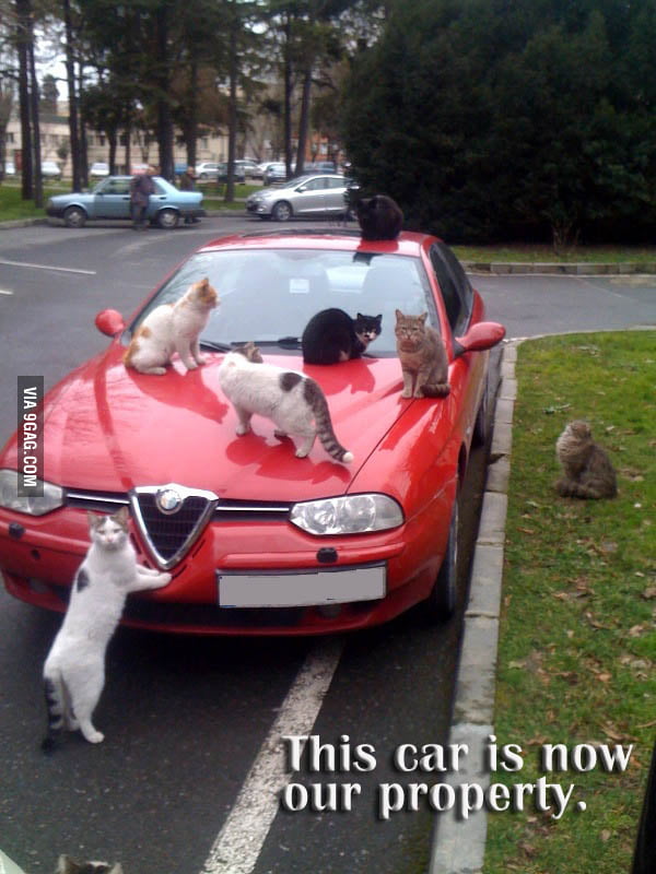 Bad Ass Cats - 9GAG