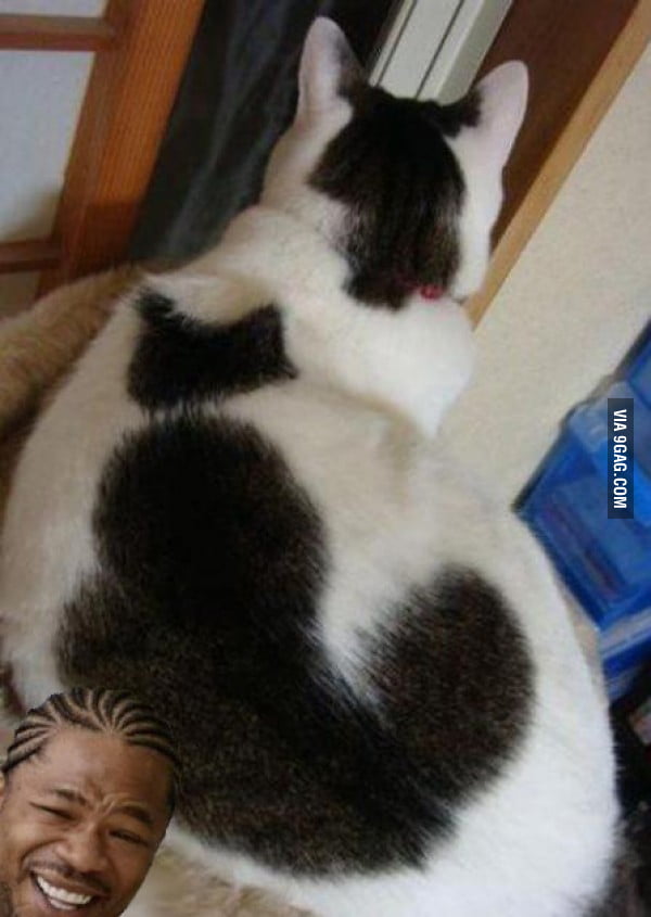 Yo cat. - 9GAG