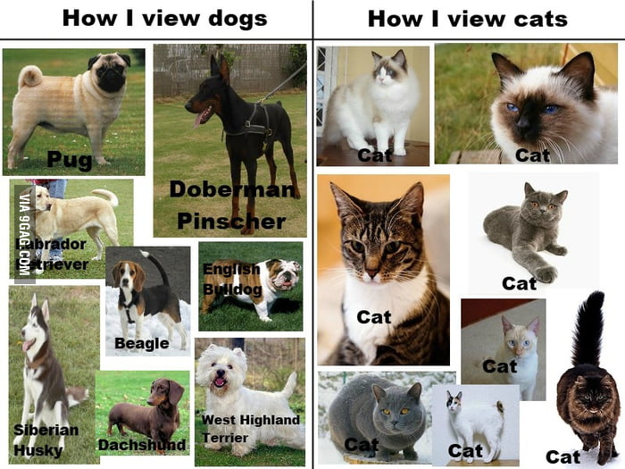 How I view dogs and cats - 9GAG