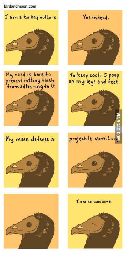 I am Awesome Turkey Vulture - 9GAG