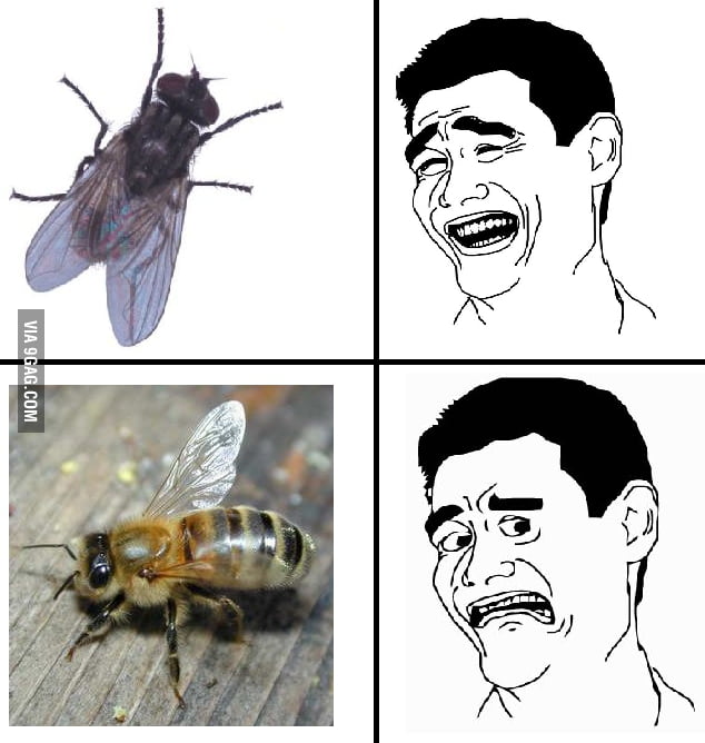 Fly VS Bee - 9GAG