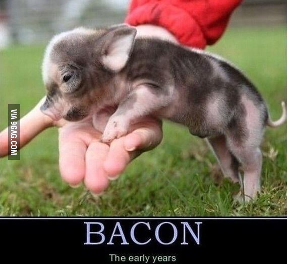Hmmmm... Little Bacon! - 9GAG
