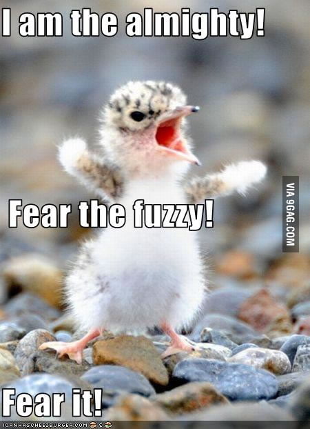 Awesome fuzzy is awesome! - 9GAG