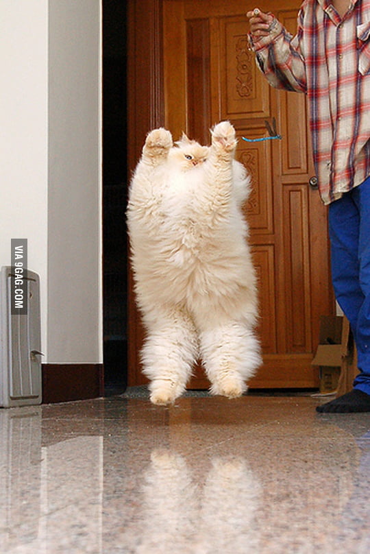 Jump, Fat Cat, Jump - 9GAG