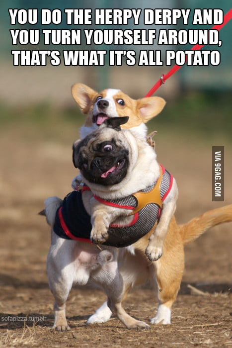 You do the herpy derpy - 9GAG