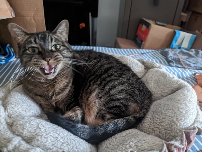 First cat. First on-camera yell! - 9GAG