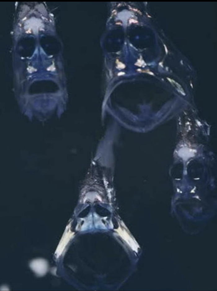 Creatures from the bottom of the ocean - 9GAG