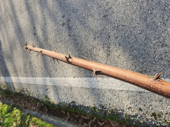 Rate my stick - 9GAG