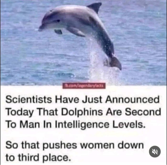 Dolphin & whale - 9GAG