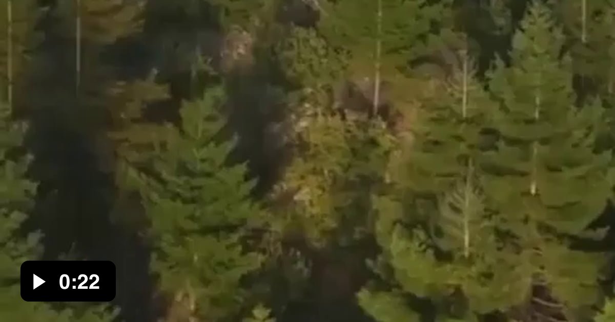 This California Redwood tree named Hyperion supposedly is the tallest ...