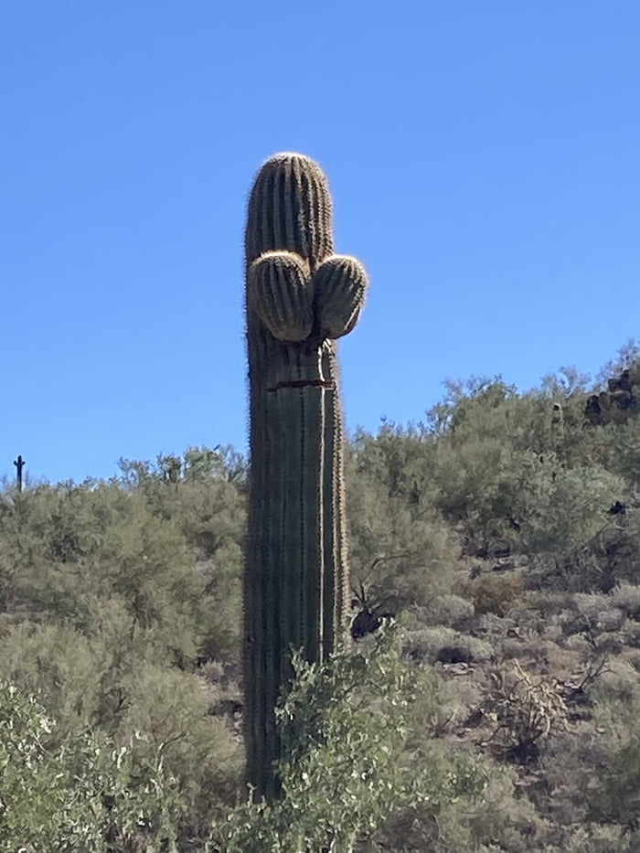 This cactus is making googly eyes at me - 9GAG
