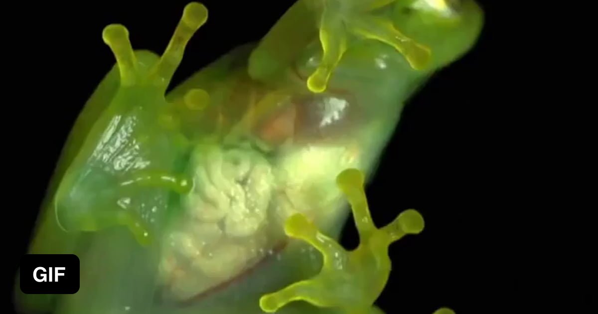 Translucent glass frog - 9GAG
